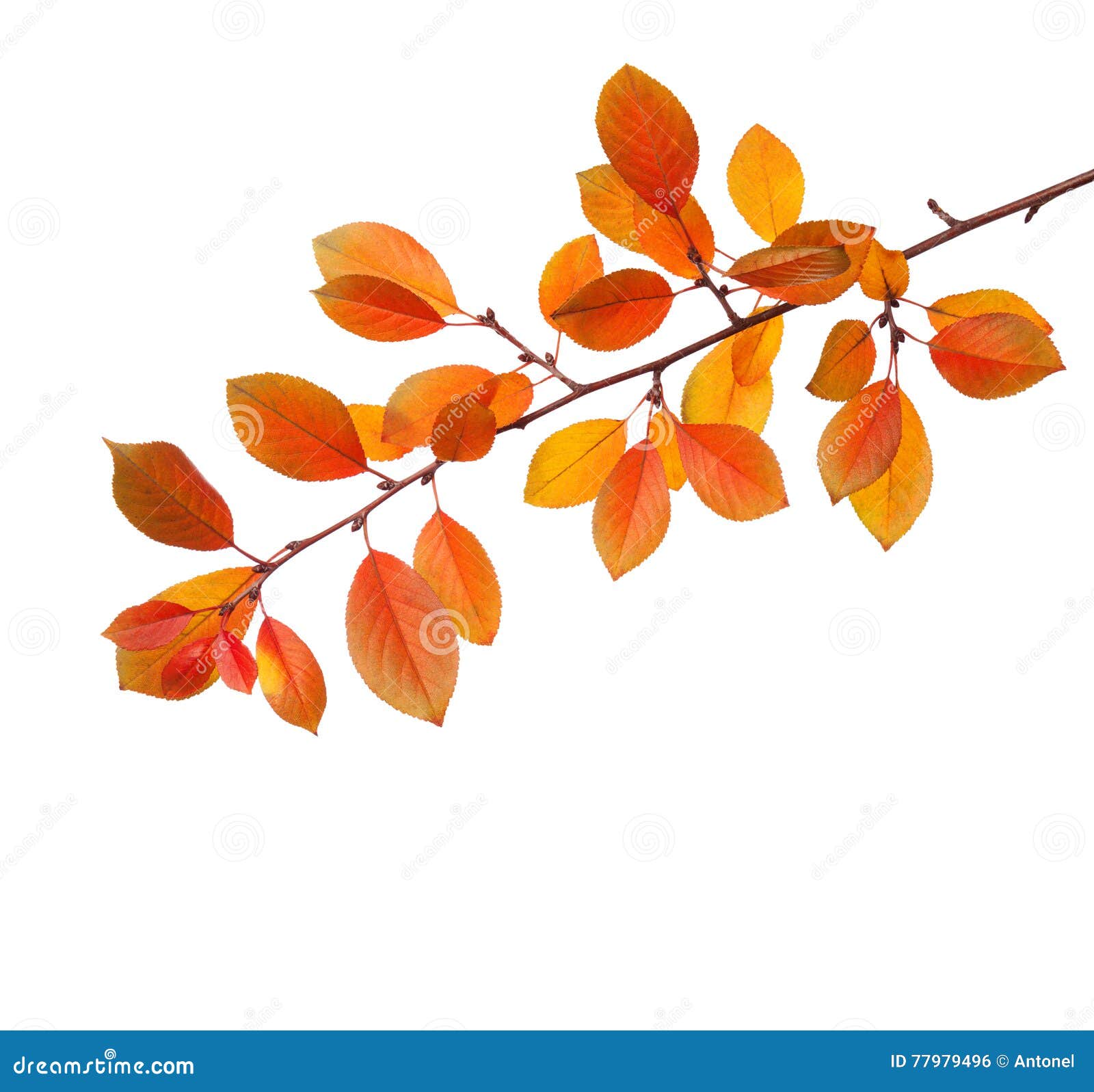 Branch of autumn leaves. stock photo. Image of rural - 77979496