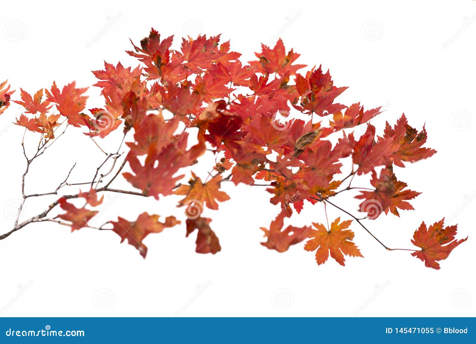 Branch of Autumn Leaves Isolated on White Stock Image - Image of ...