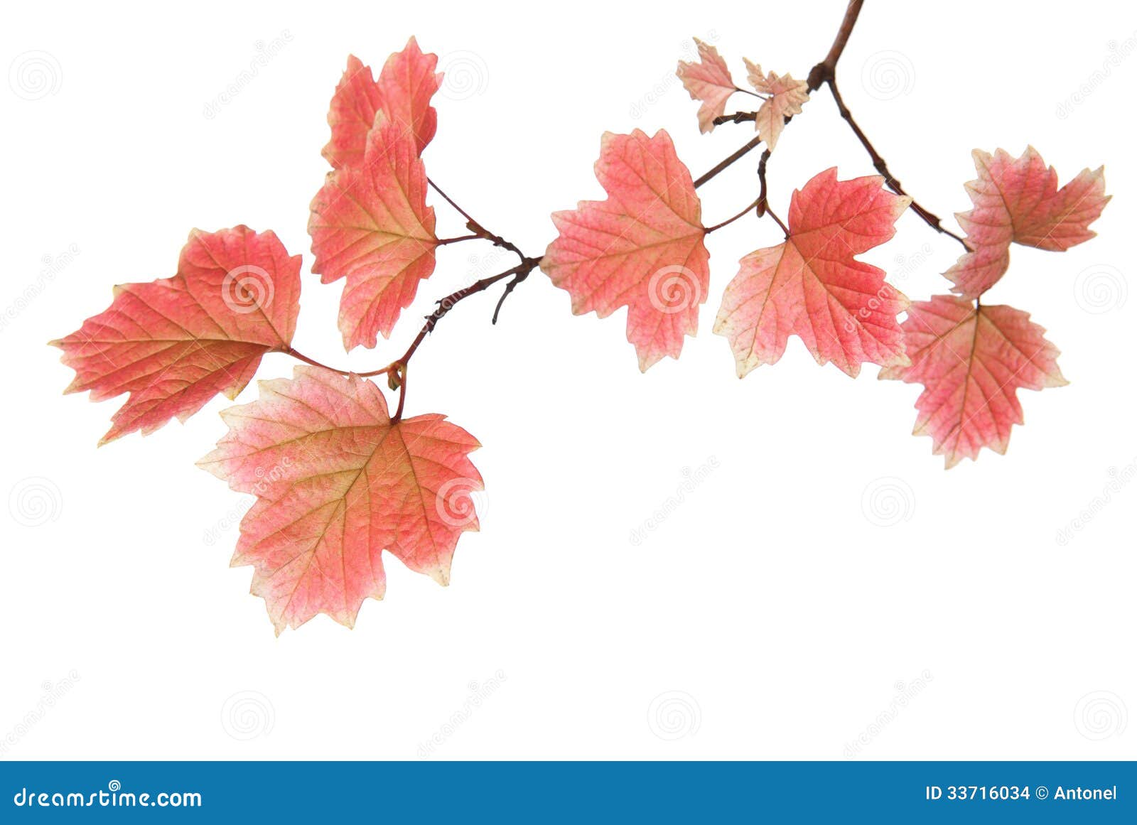 Branch of autumn leaves stock photo. Image of decoration - 33716034