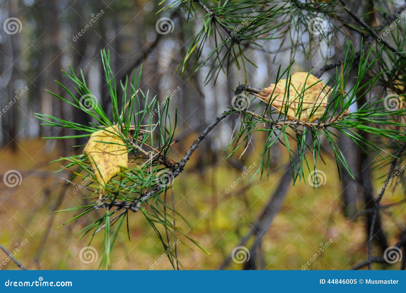 Branch autumn pine stock image. Image of green, season - 44846005