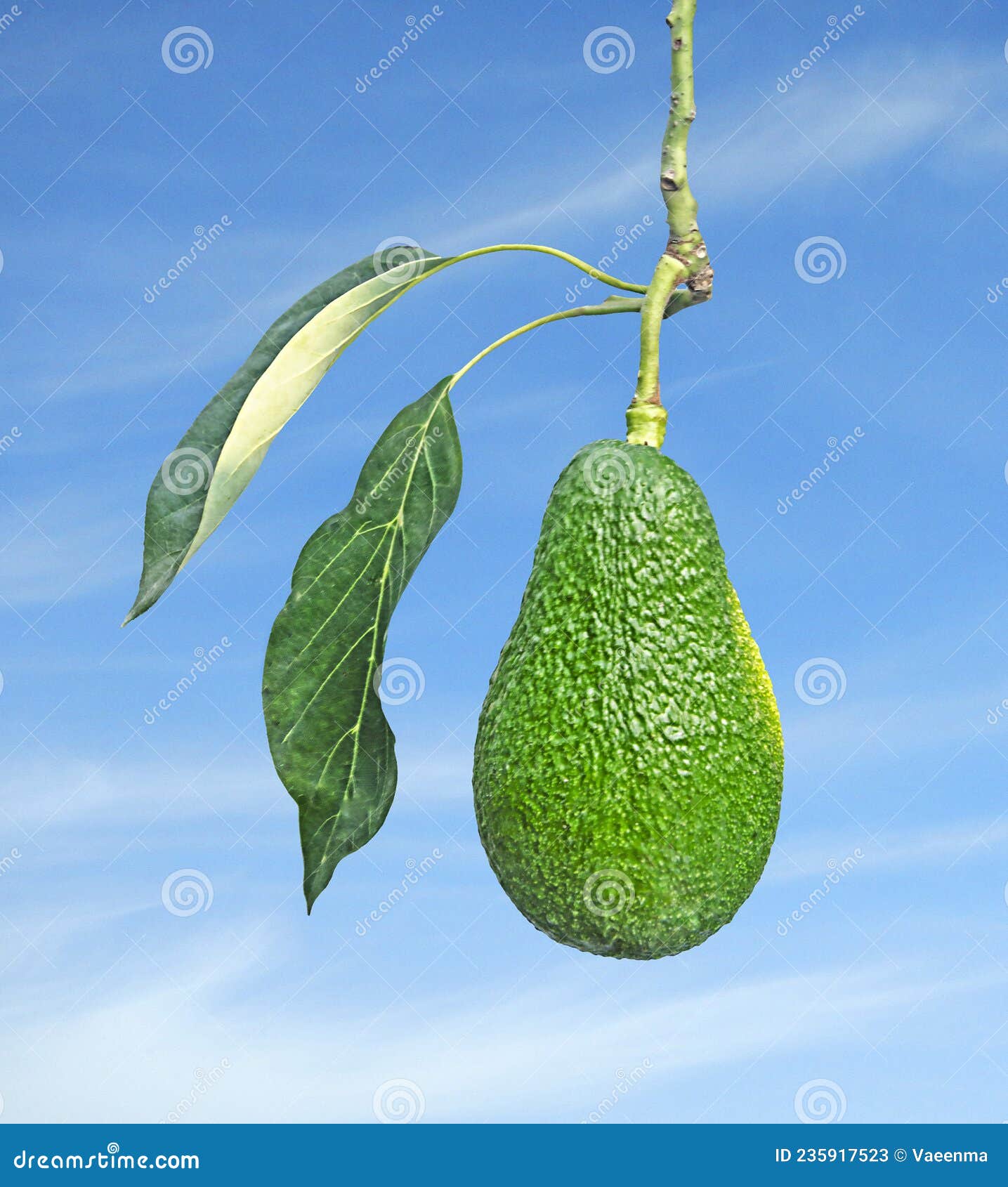Branch of Avocado and the Fruit Stock Image - Image of persea, branch ...