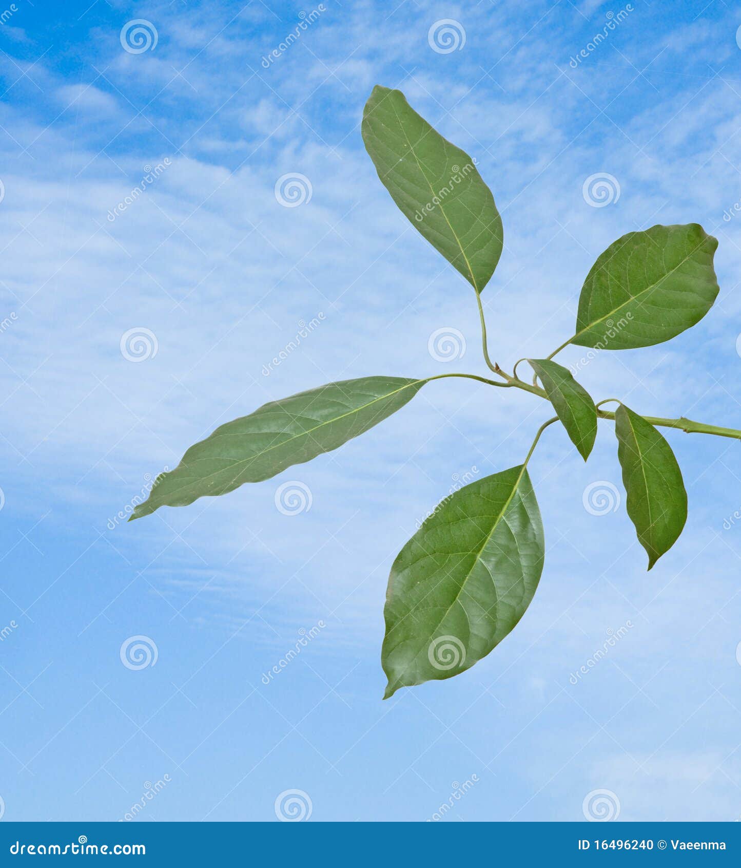 Branch of avocado tree stock photo. Image of foliage - 16496240