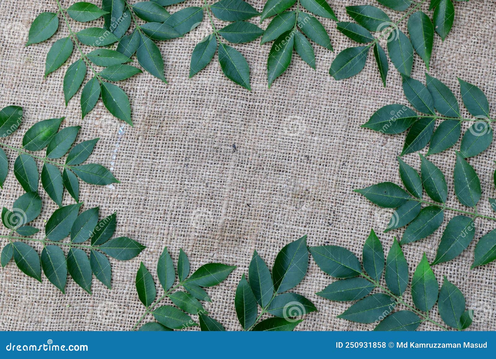 A Branch of Azadirachta Indica, Neem Tree Showing Compound Frame Leaves ...