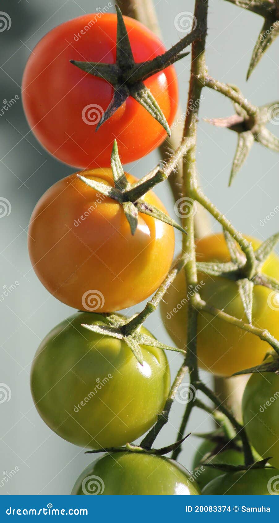 Branch of Baby Tomatoes stock photo. Image of branch - 20083374