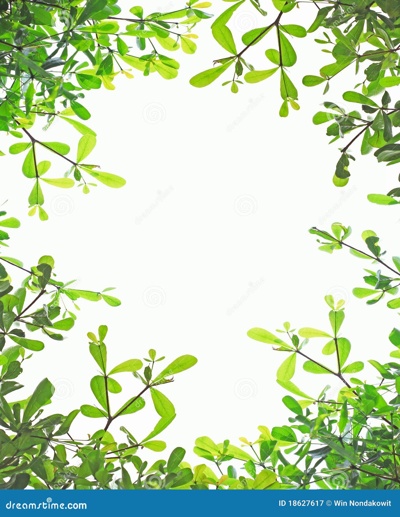 Branch Background Picture. Image: 18627617