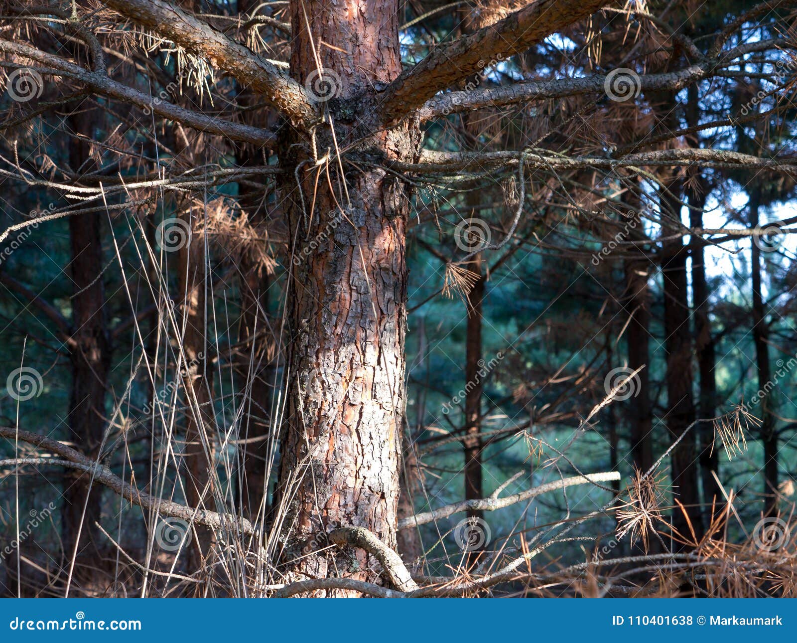The Branch texture. stock photo. Image of landscape - 110401638