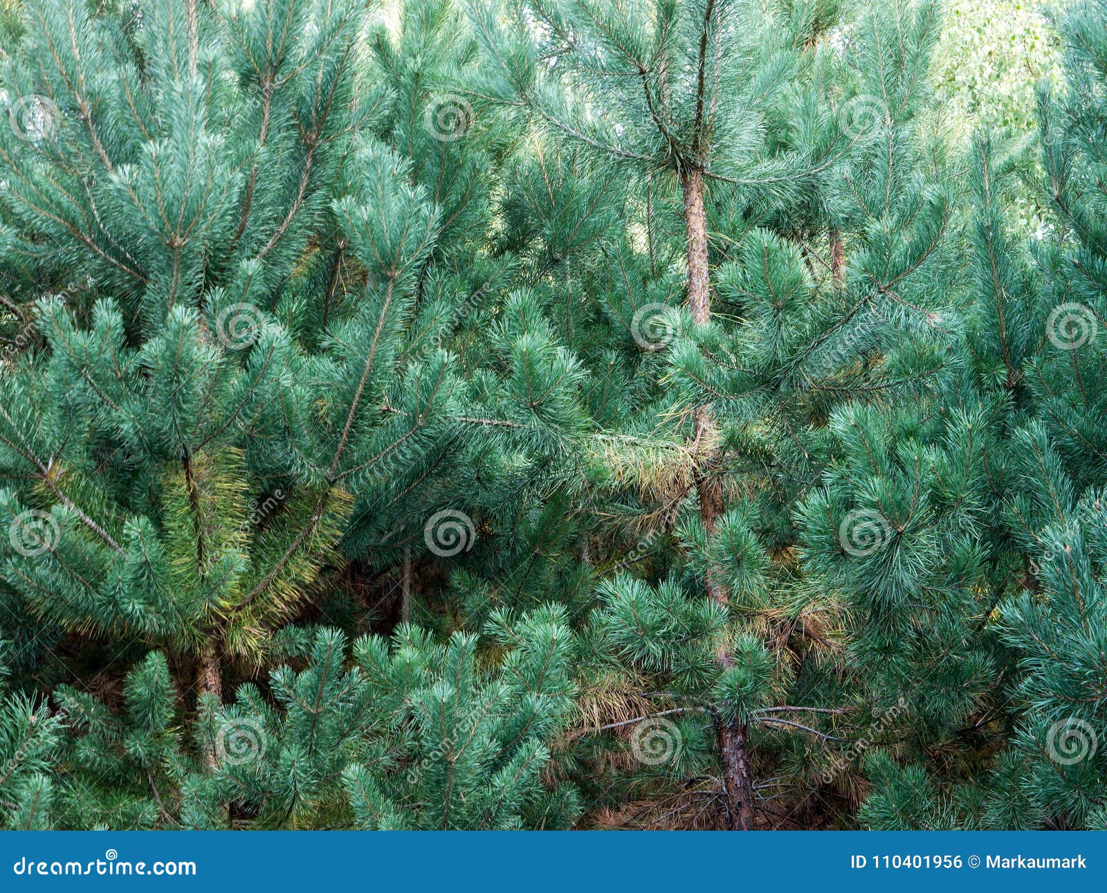 The Branch texture. stock photo. Image of leafless, high - 110401956