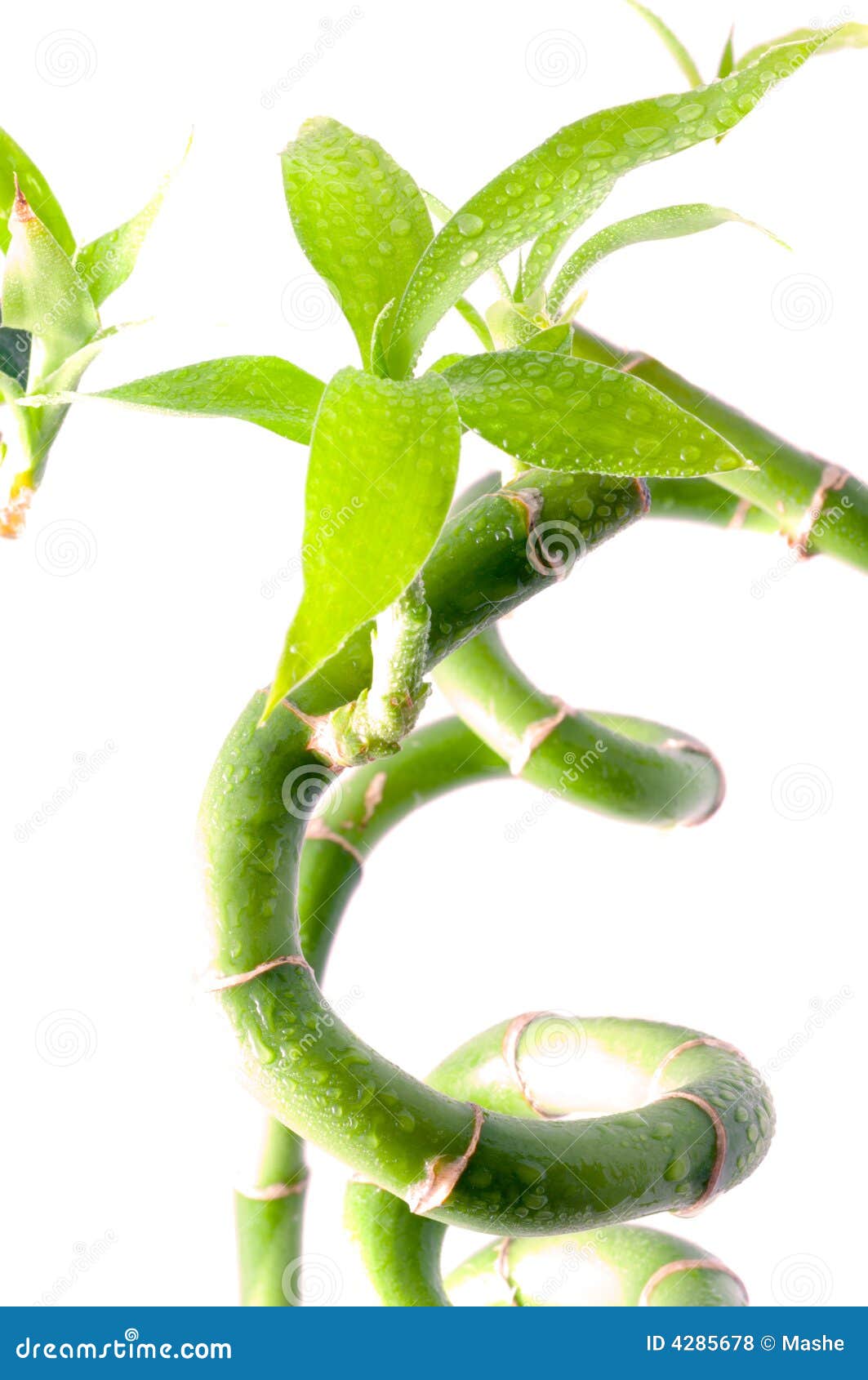 Branch of a bamboo. stock photo. Image of green, tropical - 4285678