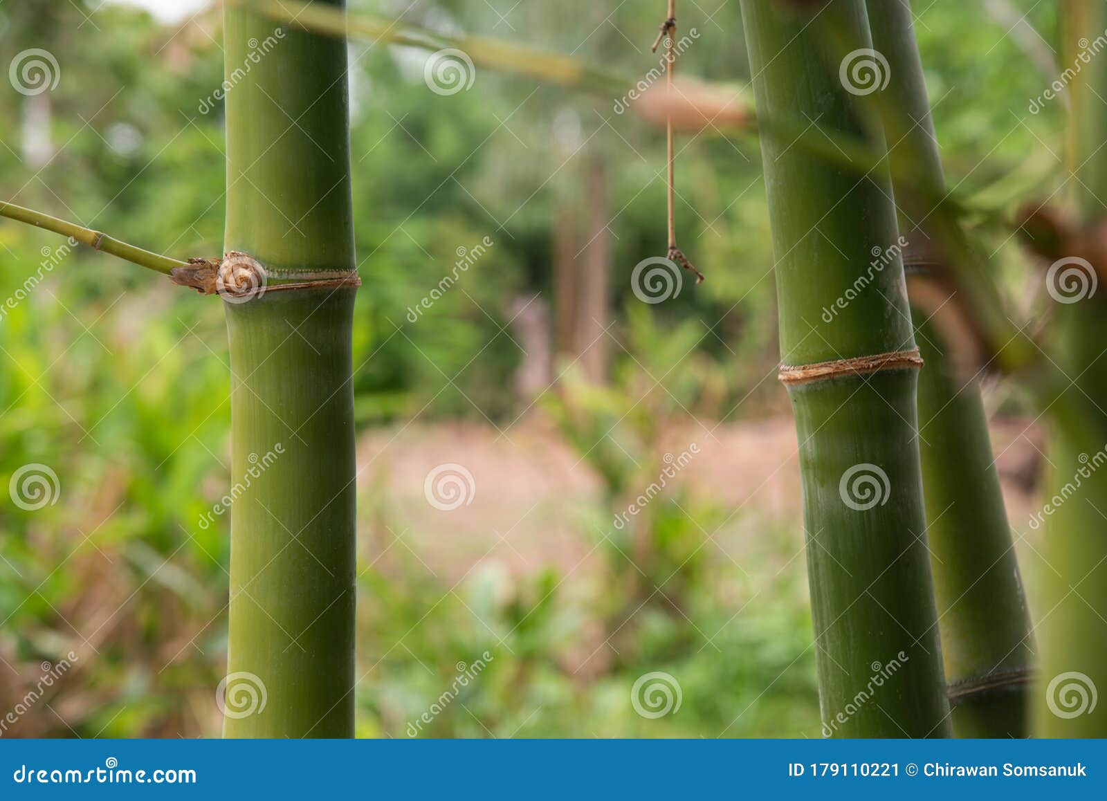 Branch of Bamboo Forest in Nature Stock Image - Image of growth ...
