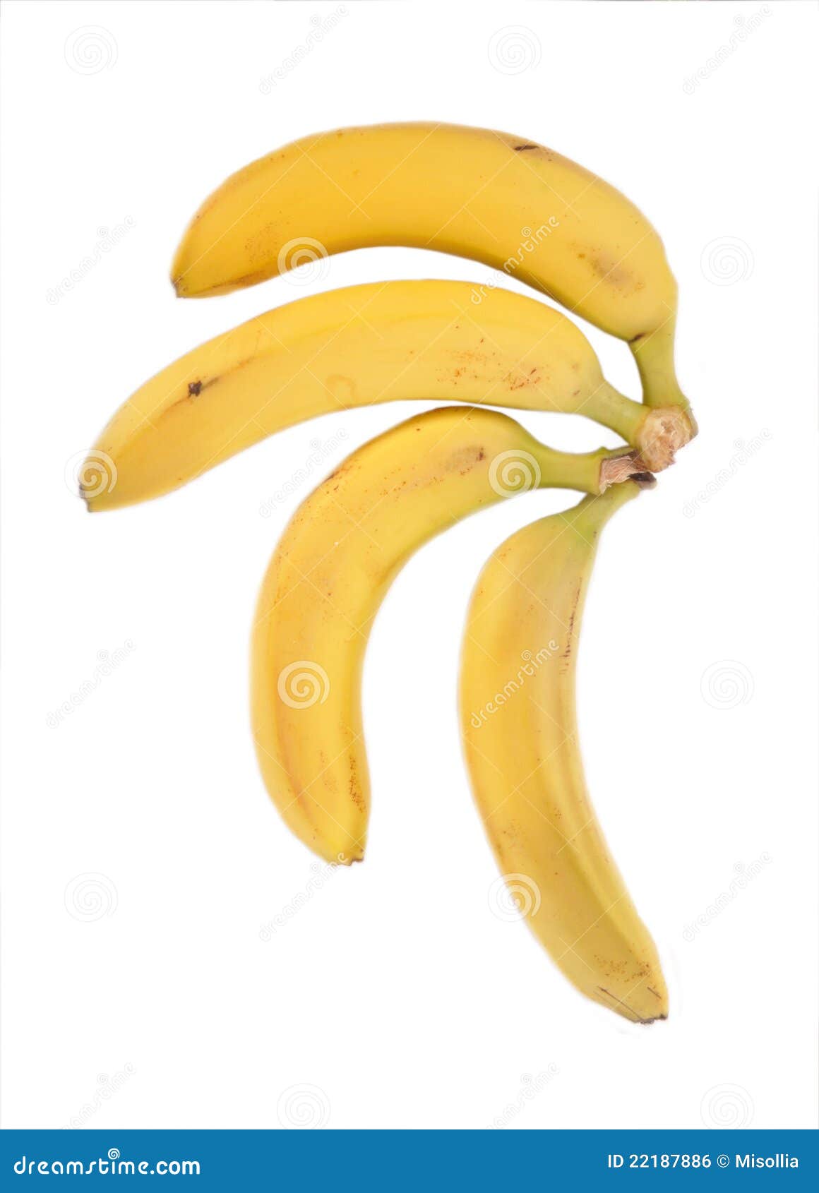 The branch of a banana stock photo. Image of banana, branch - 22187886