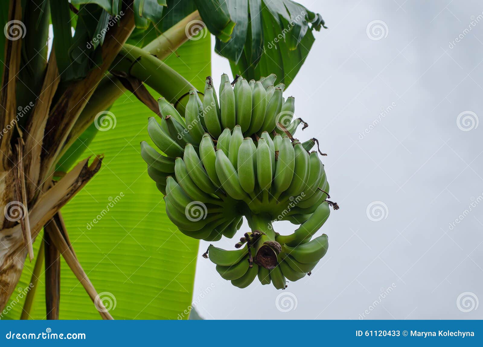 Branch with bananas stock image. Image of banana, hanging - 61120433
