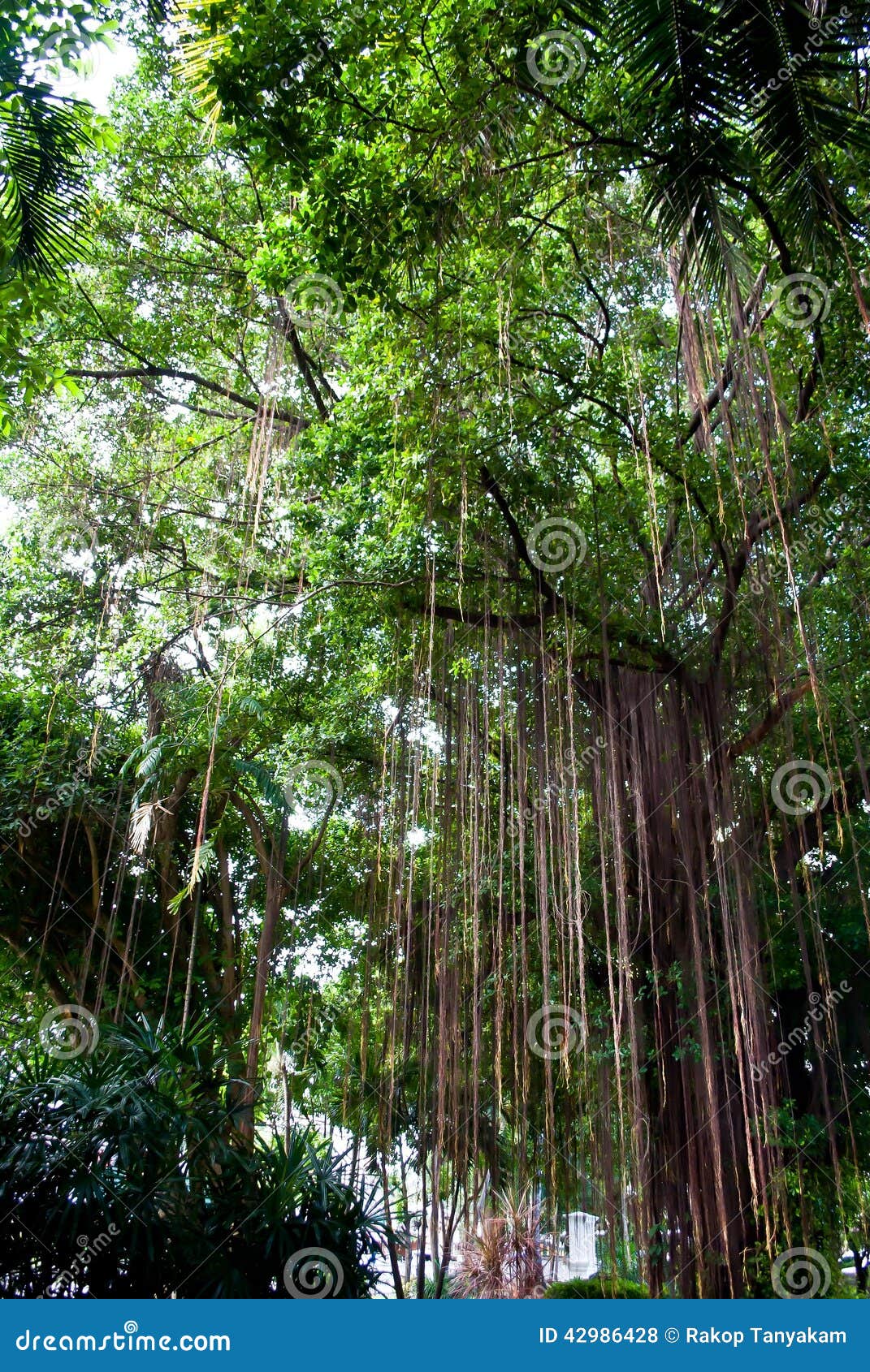 Branch of a banyan tree stock photo. Image of offspring - 42986428