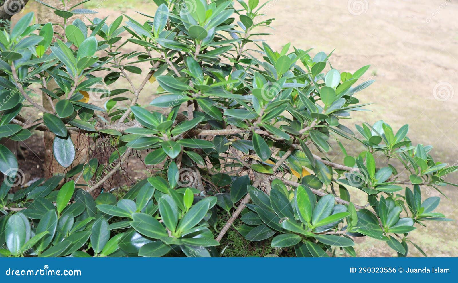 Branch of banyan tree stock photo. Image of flower, green - 290323556