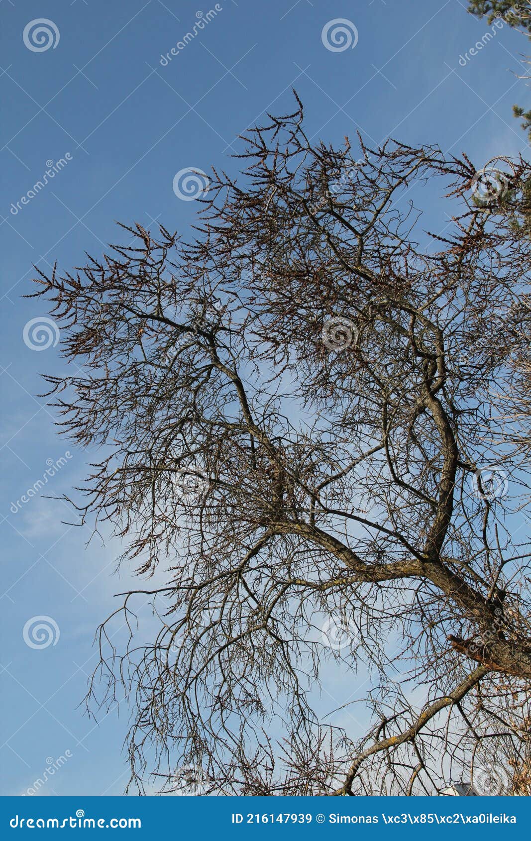 Branch of Bare Deciduous Tree from Perspective in the Background of ...