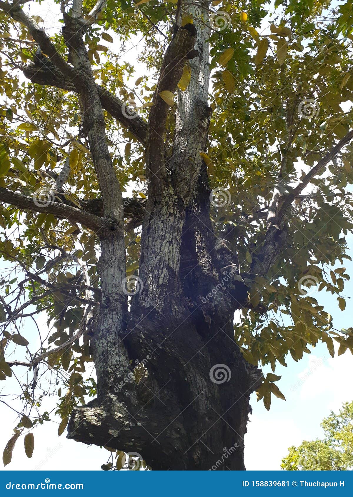 Branch and Bark stock image. Image of bark, branch, leaf - 158839681