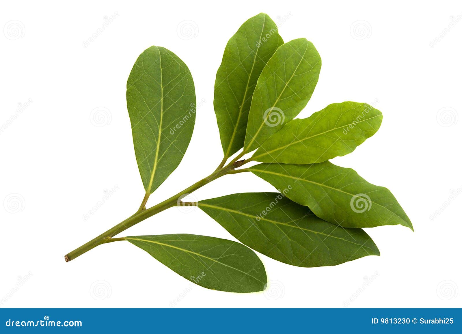 Branch of bay leaves stock photo. Image of evergreen, ingredient - 9813230