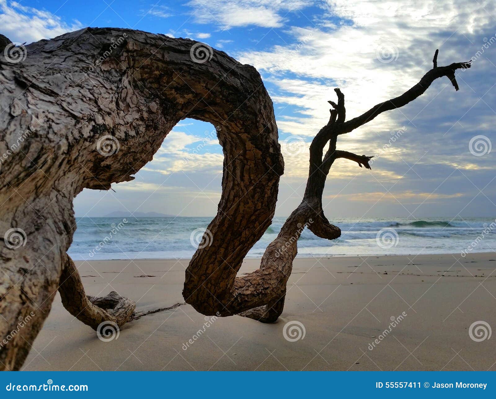 Branch on the Beach stock image. Image of branch, nature - 55557411