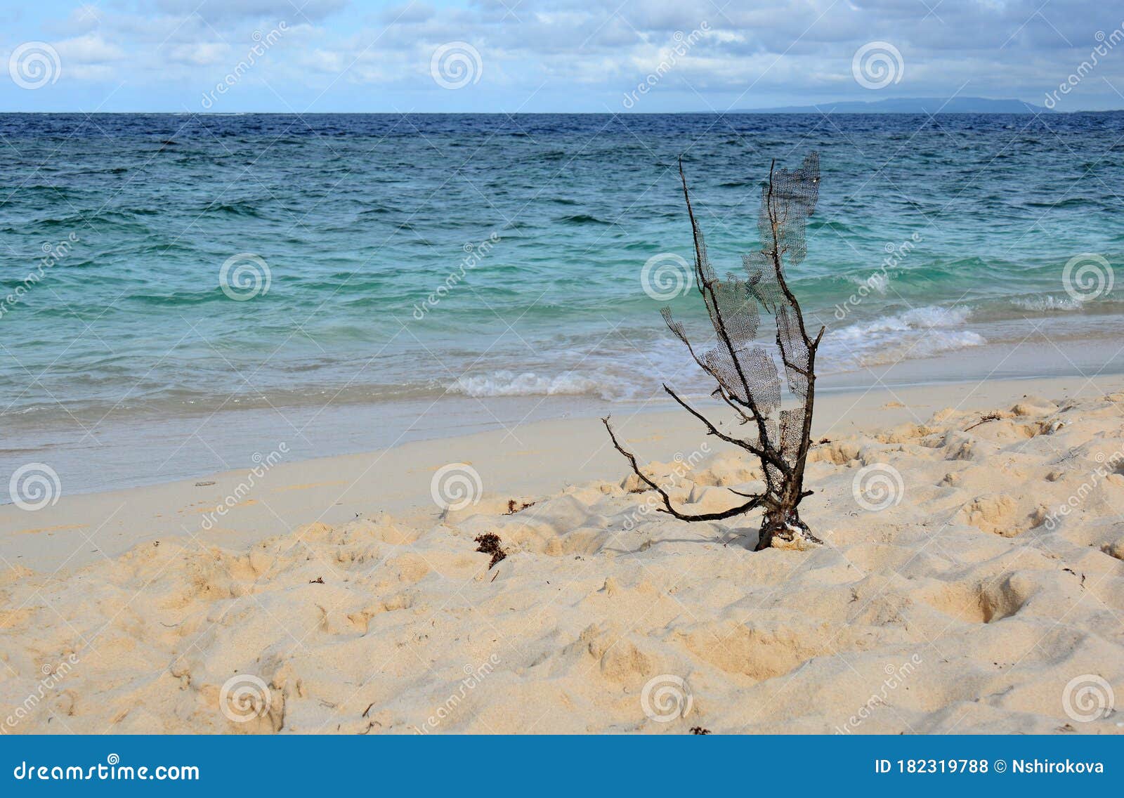 Branch on the Beach, with the Sea As a Background Stock Photo - Image ...