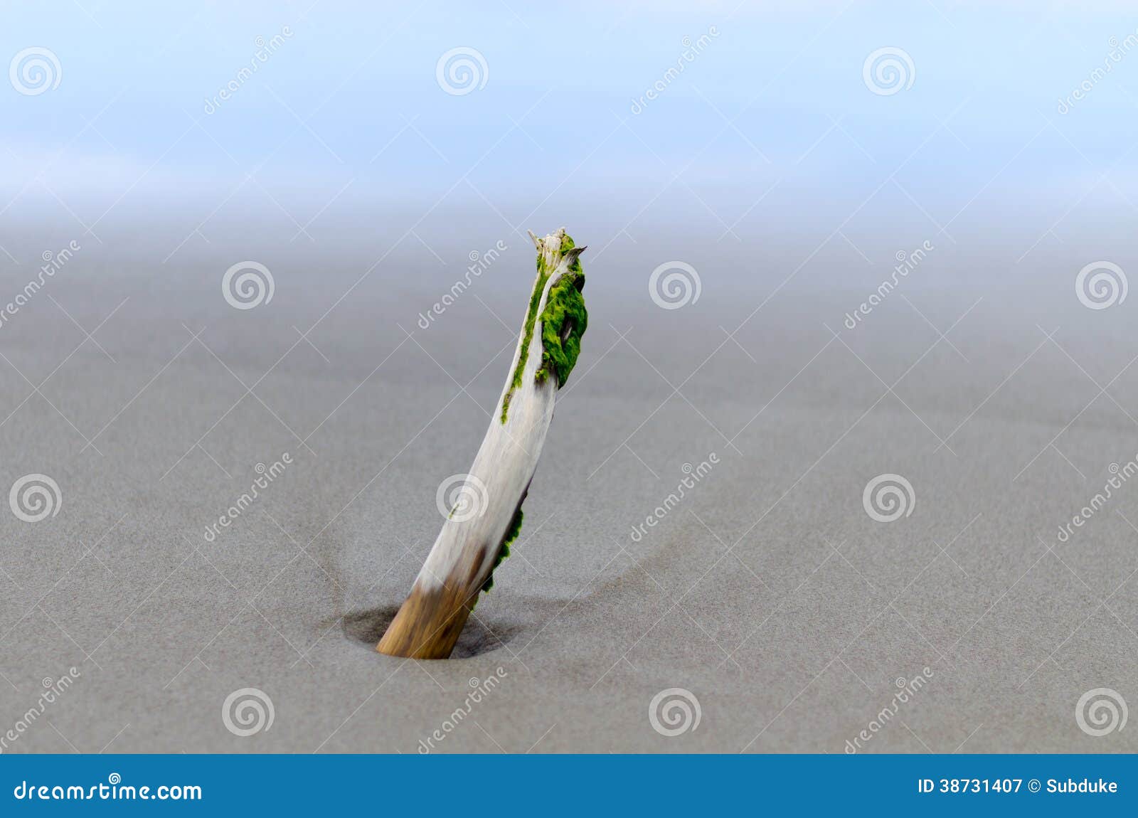 Branch on beach stock image. Image of sand, branch, lichen - 38731407