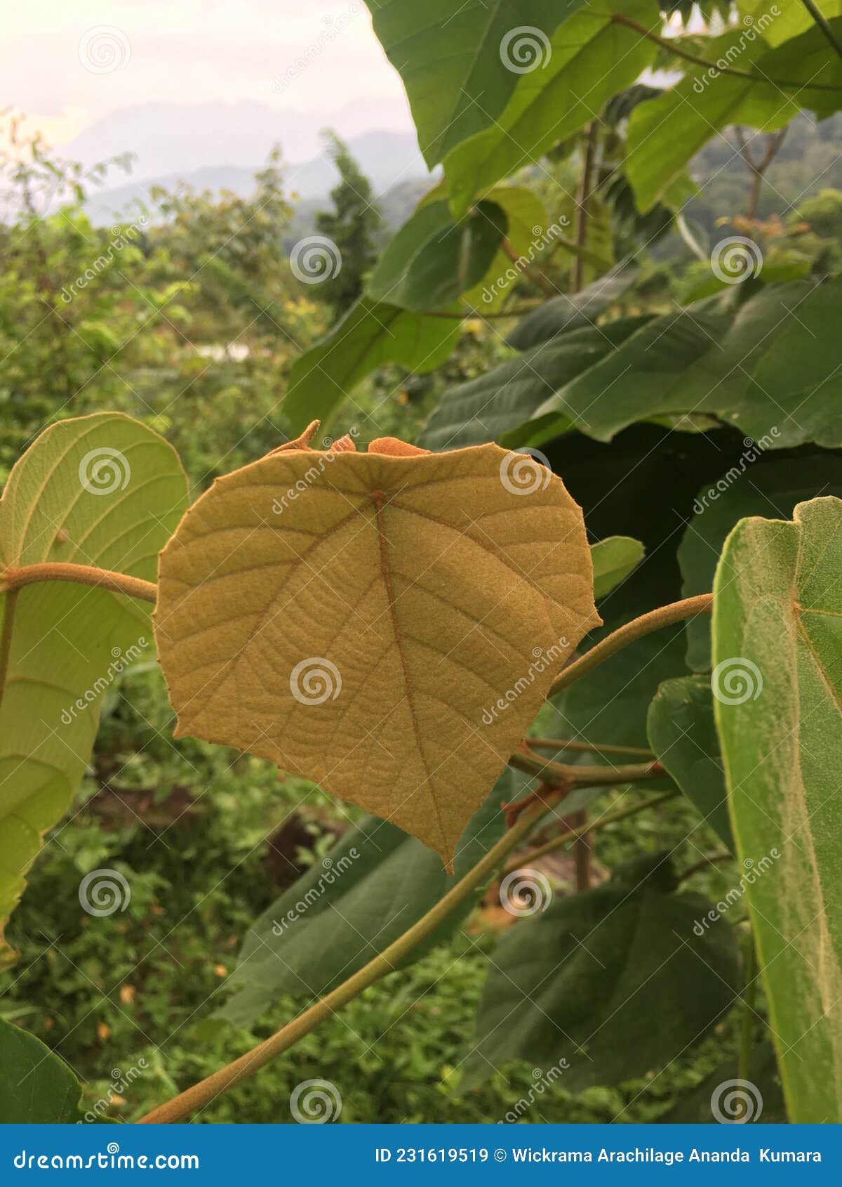 A Branch of a Beautiful Cane Tree Stock Image - Image of produce ...