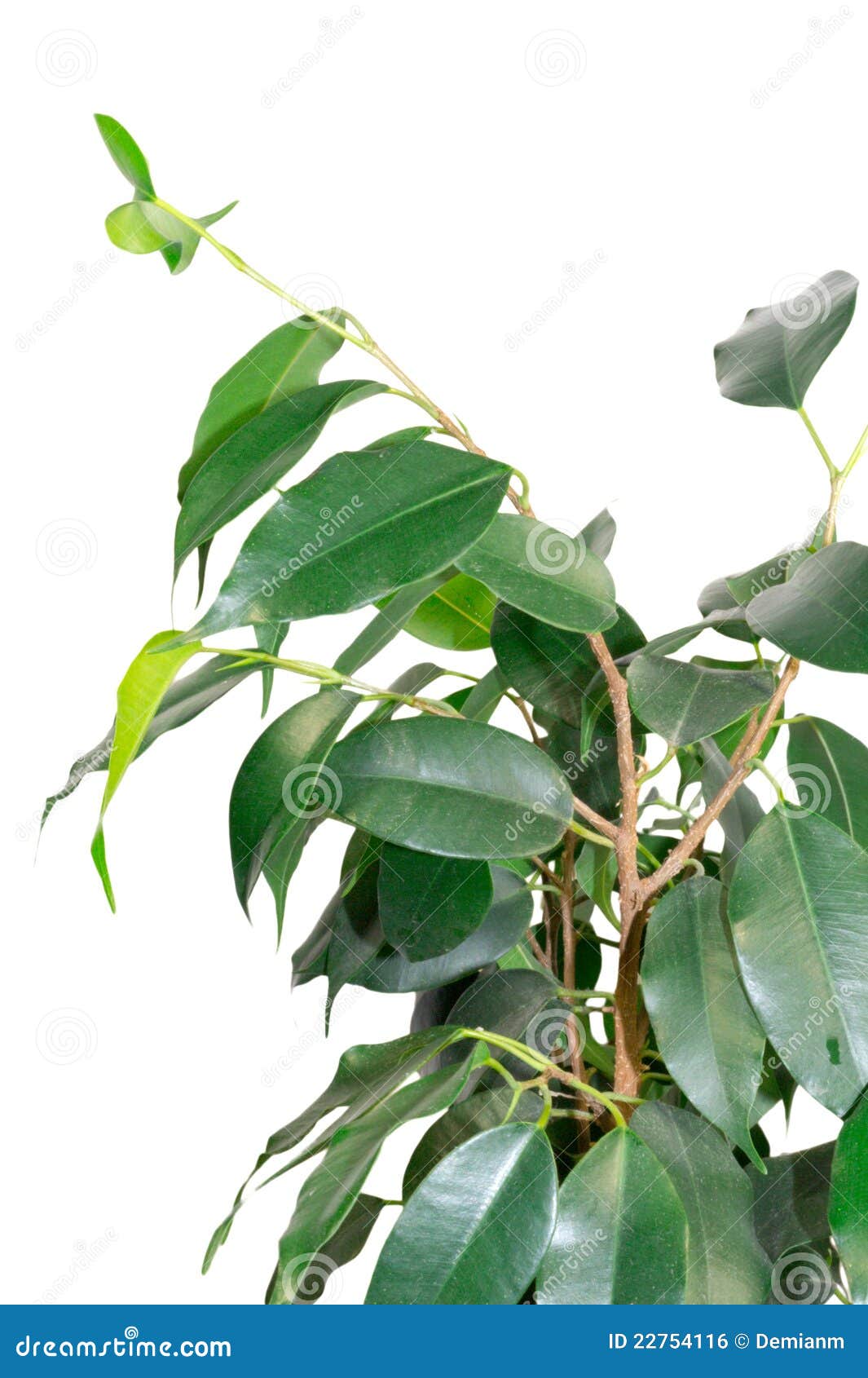 Branch of benjamin tree stock photo. Image of ficus, nature - 22754116