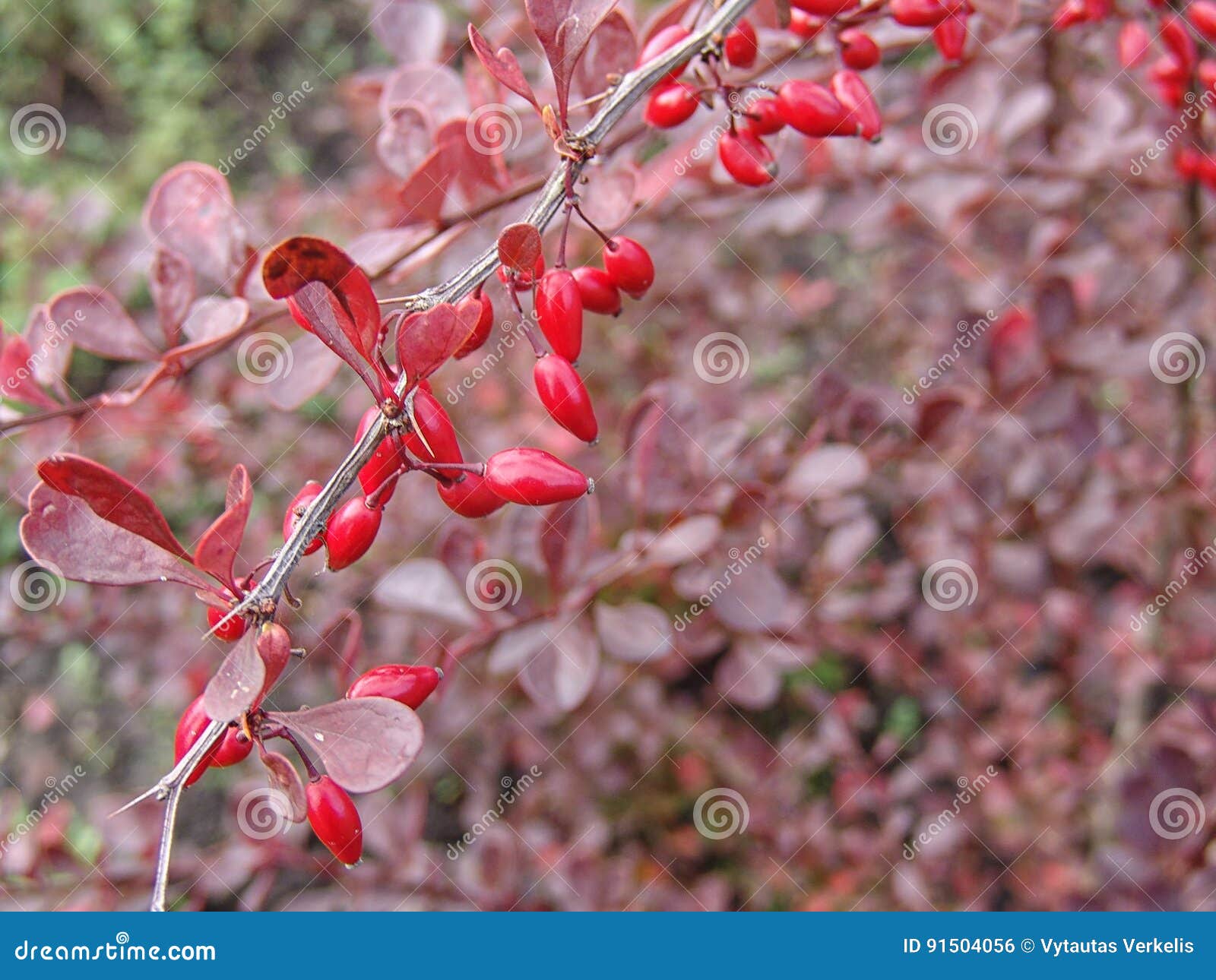 Branch of Berberis with Bright Autumn Leaves and Berries Stock Photo ...