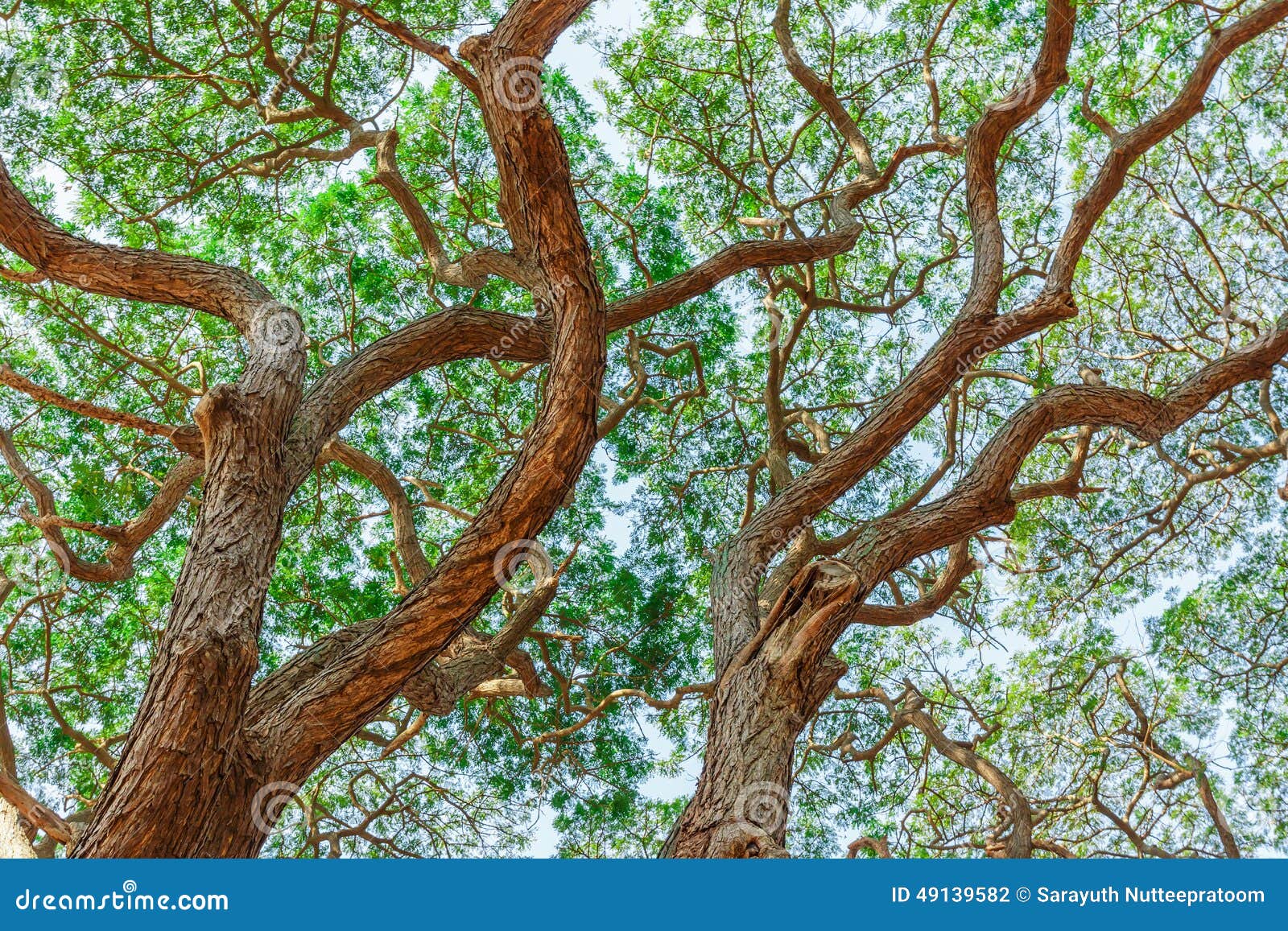 Branch of Big Samanea Saman Tree Stock Photo - Image of botany, saman ...