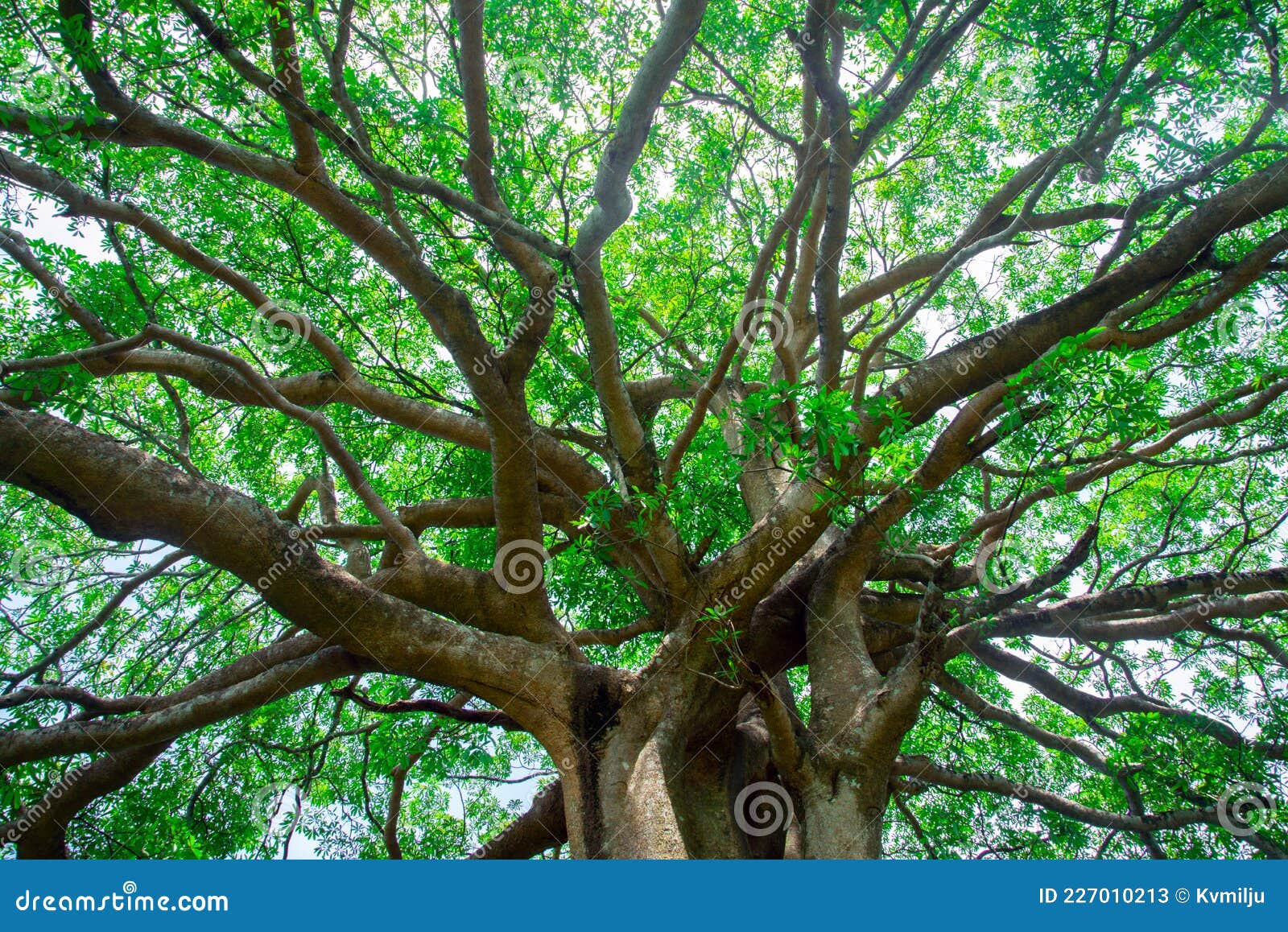 The branch of big tree stock image. Image of natural - 227010213