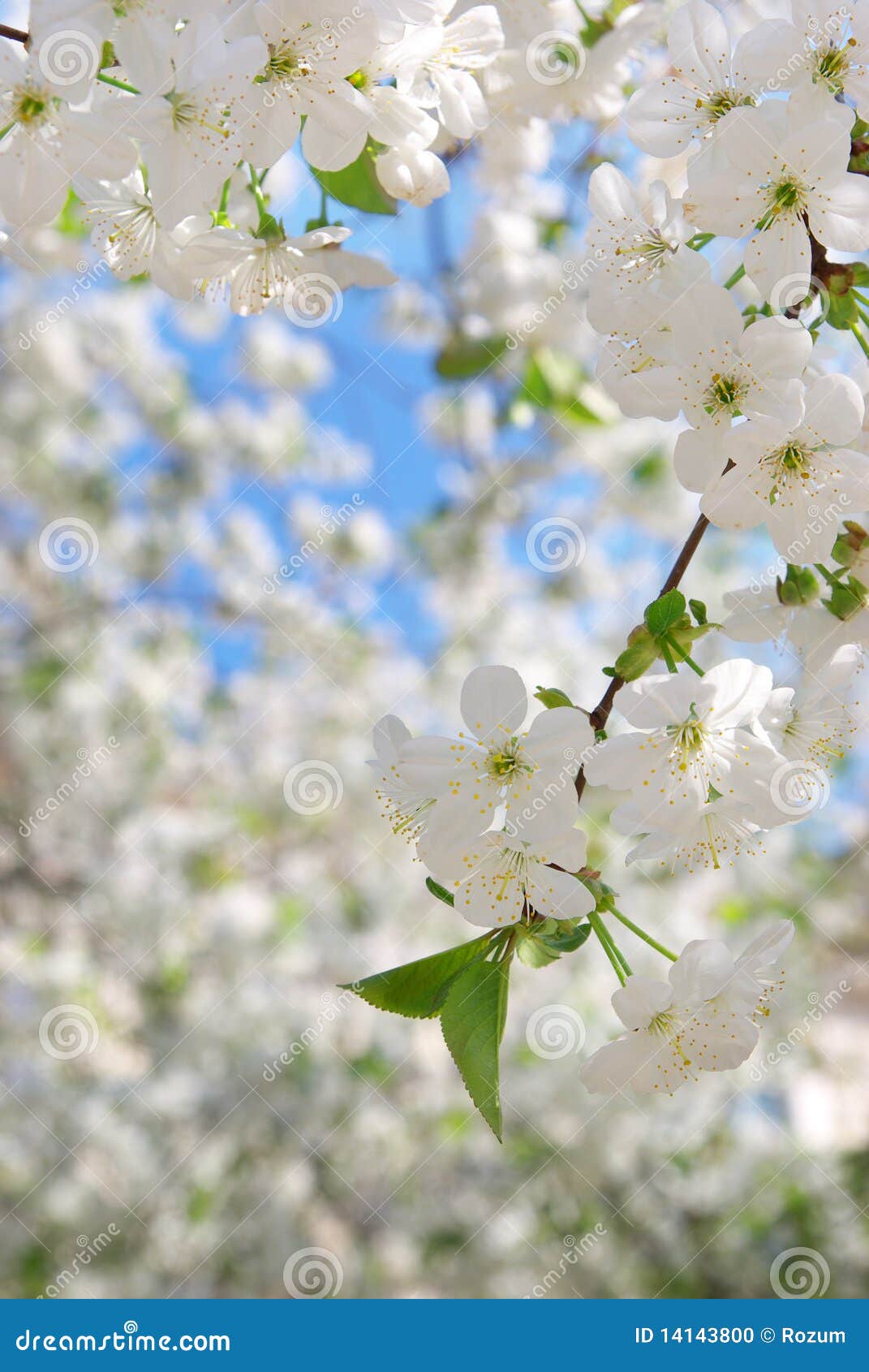 Branch of big white tree stock photo. Image of cherry - 14143800