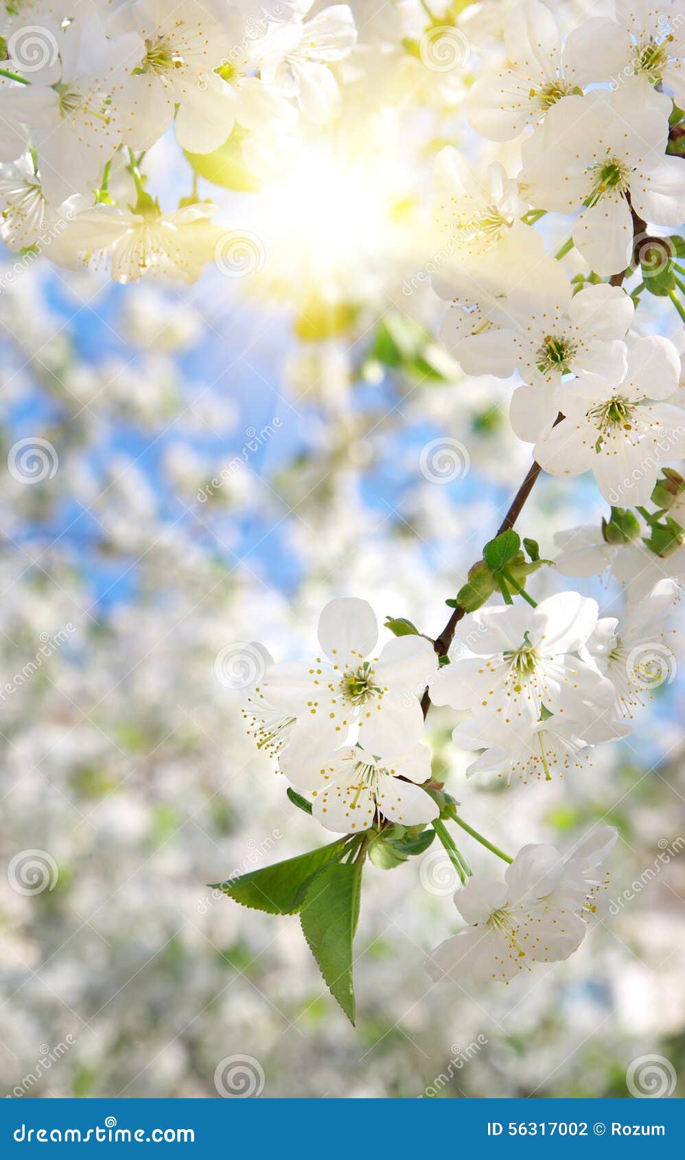 Branch of big white tree stock photo. Image of beauty - 56317002