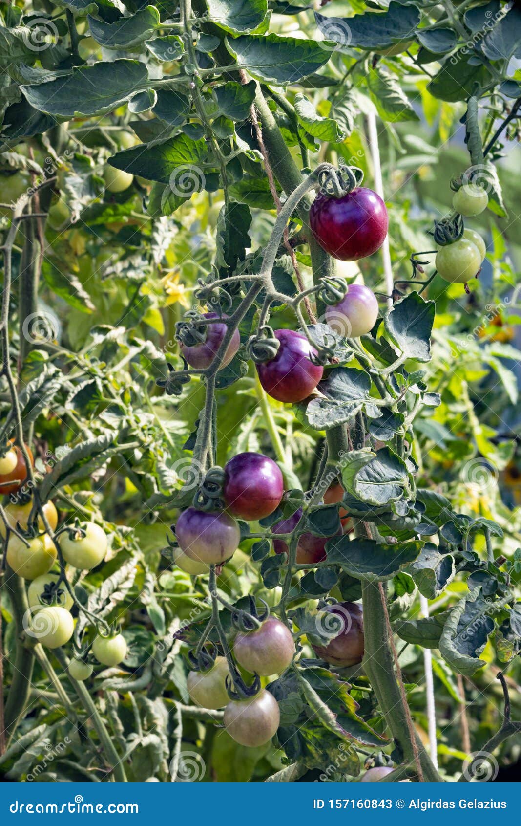 Branch of Bing Cherry Tomatoes Stock Image - Image of tasty, cherry ...