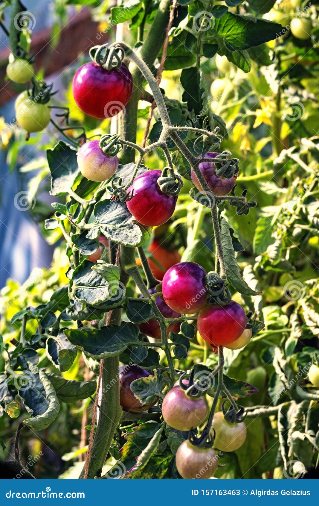 Branch of Bing Cherry Tomatoes Stock Image - Image of bunch, food ...