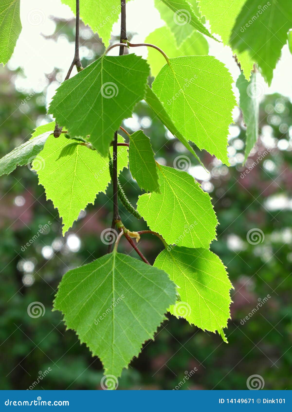 Branch of a birch stock image. Image of plant, bright - 14149671