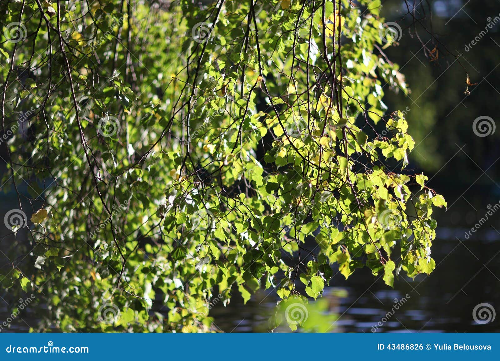 Branch of birch stock photo. Image of environment, birch - 43486826