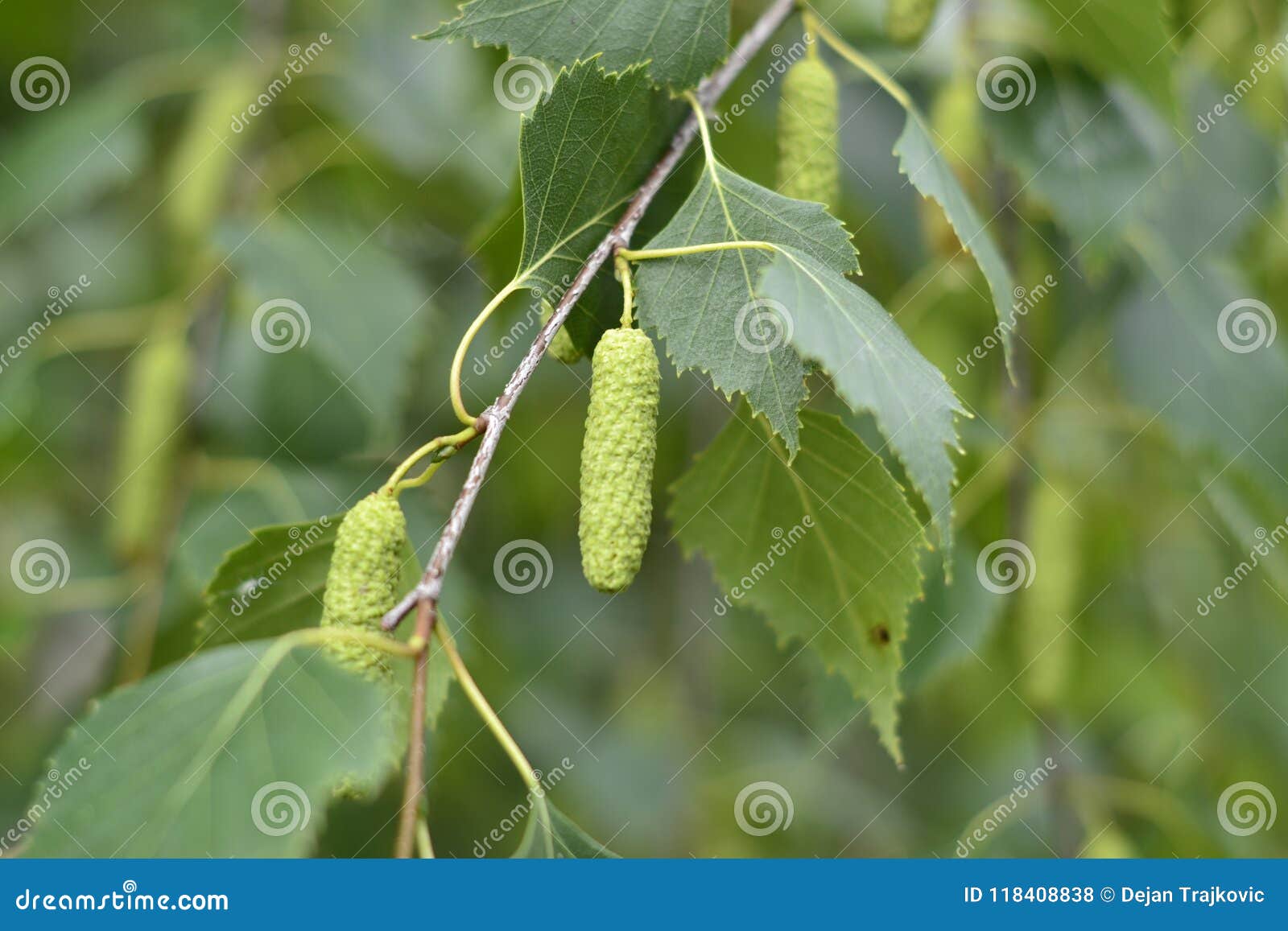 Birch seed pods stock photo. Image of nature, birch - 118408838