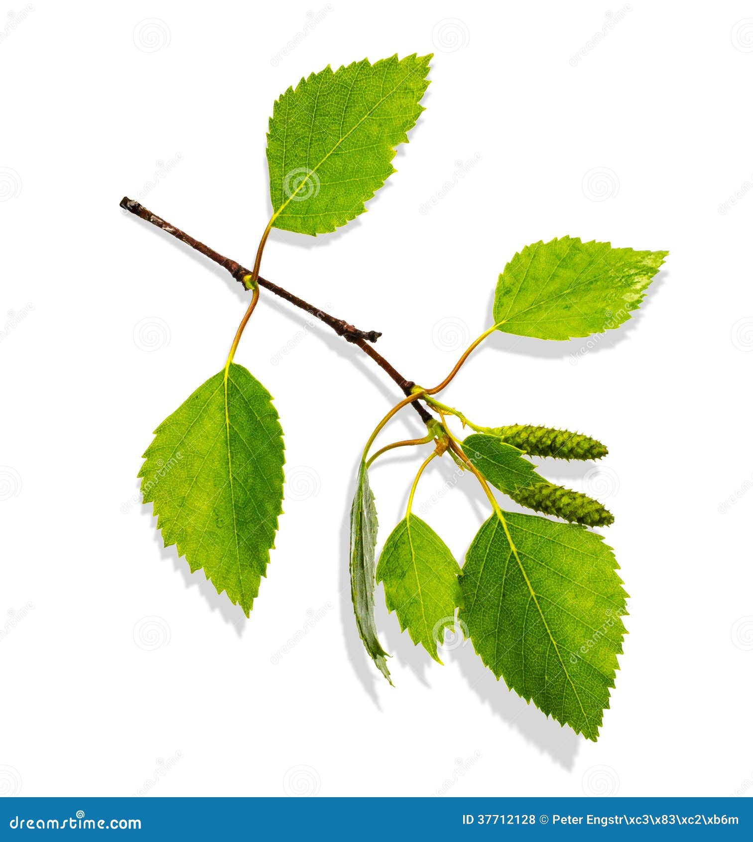 Branch of birch - short stock photo. Image of leaves - 37712128
