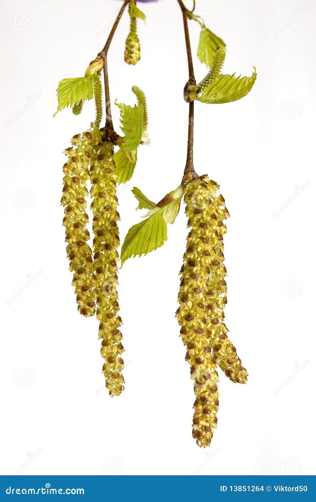 Branch Of Birch Tree Betula Pendula, Silver Birch, Warty Birch ...