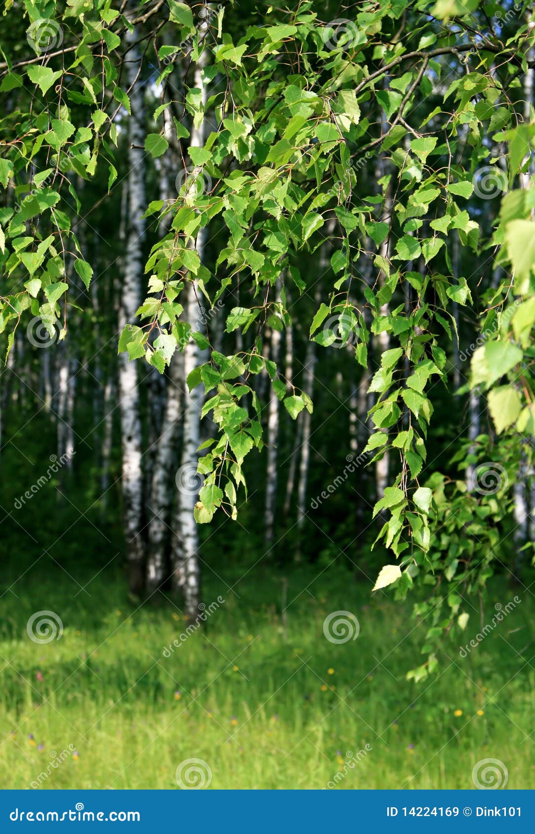 Branch of a birch tree stock image. Image of plant, branch - 14224169