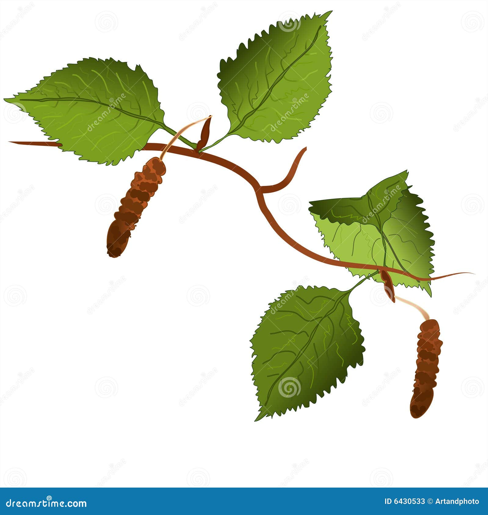 Branch of a birch tree stock vector. Illustration of hand - 6430533