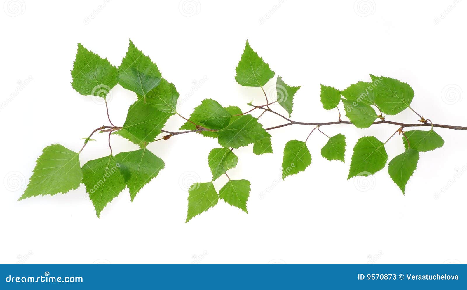 Branch of birch tree stock image. Image of foliage, garden - 9570873