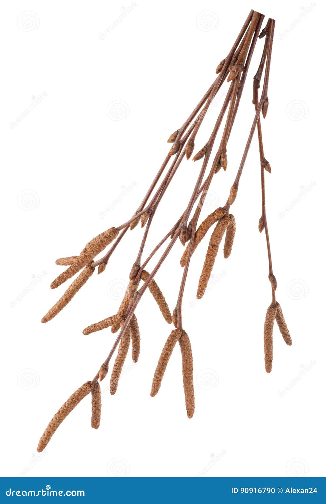 Branch Of Birch Tree Betula Pendula, Silver Birch, Warty Birch ...