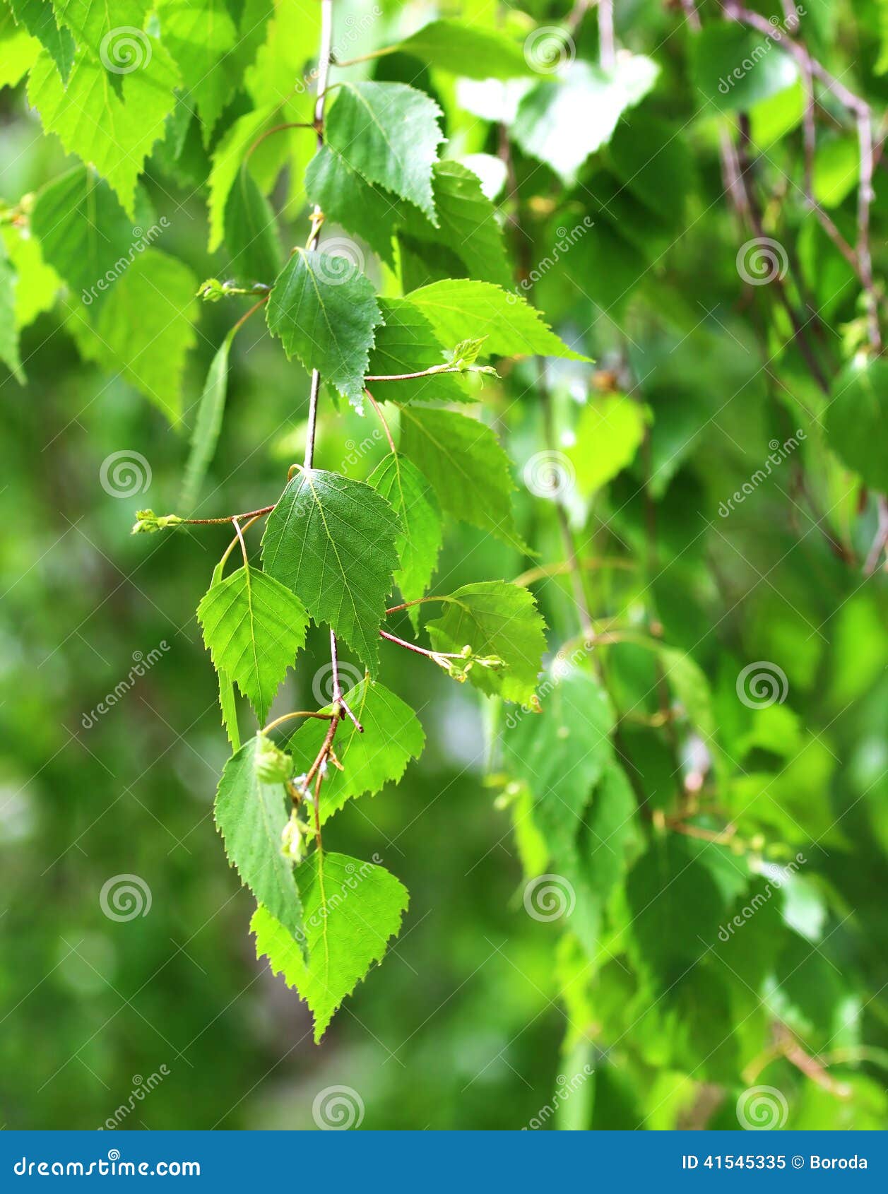 Branch of birch stock image. Image of foliage, object - 41545335