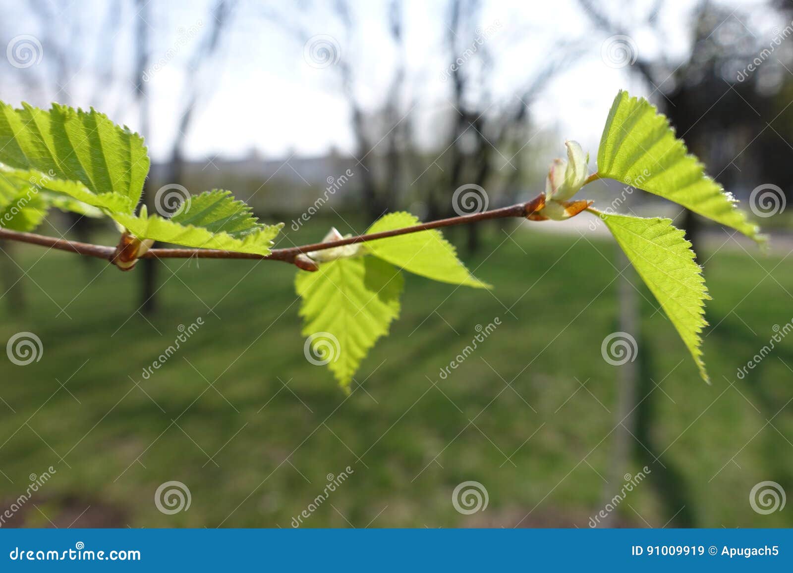 Branch of Birch with Young Leaves Stock Image - Image of park, green ...