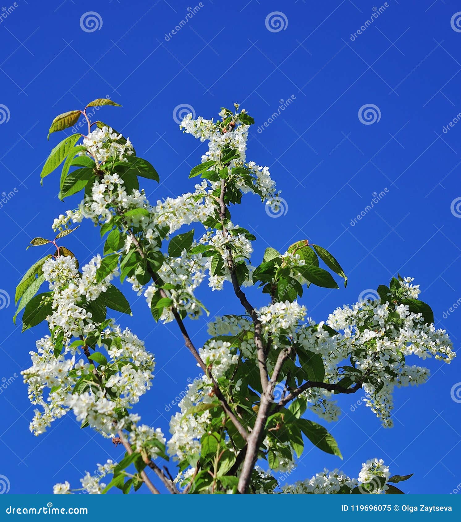 Branch of bird cherry stock image. Image of green, blooming - 119696075