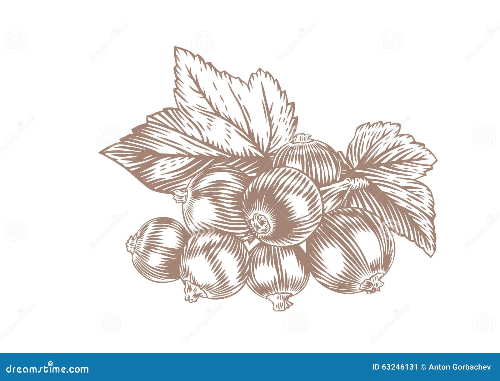 Branch of black currant stock vector. Illustration of gravure - 63246131
