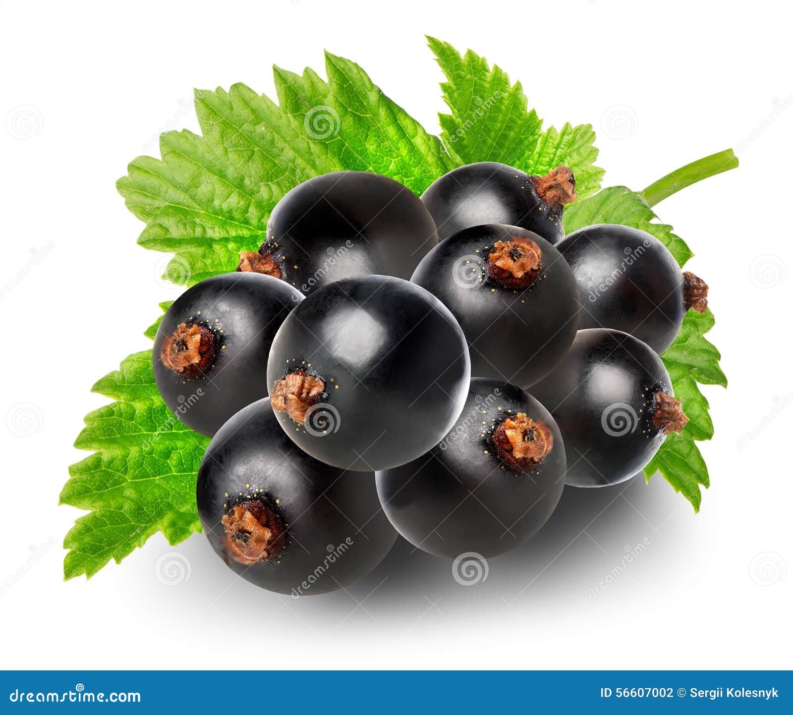 Branch of black currant stock photo. Image of object - 56607002