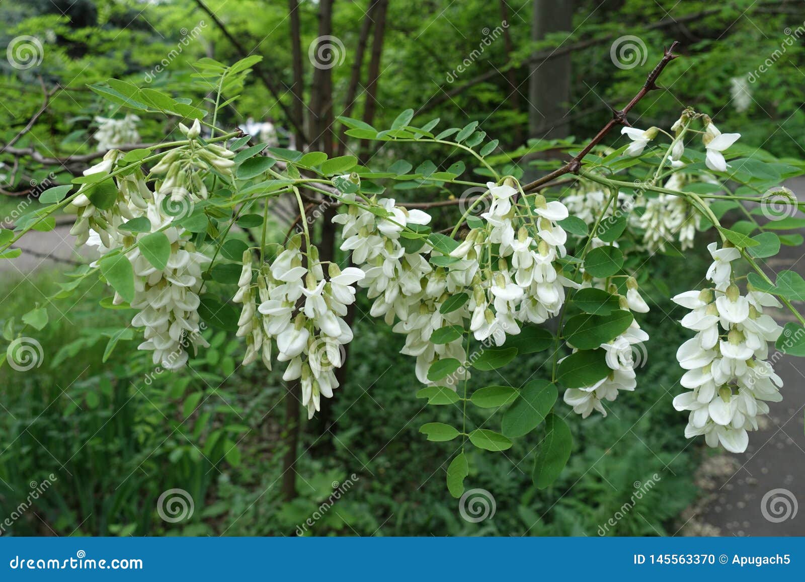 Branch of Black Locust with White Flowers Stock Photo - Image of bright ...