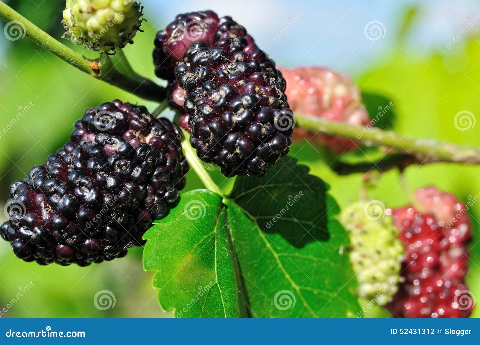 Branch of black mulberry stock photo. Image of freshness - 52431312