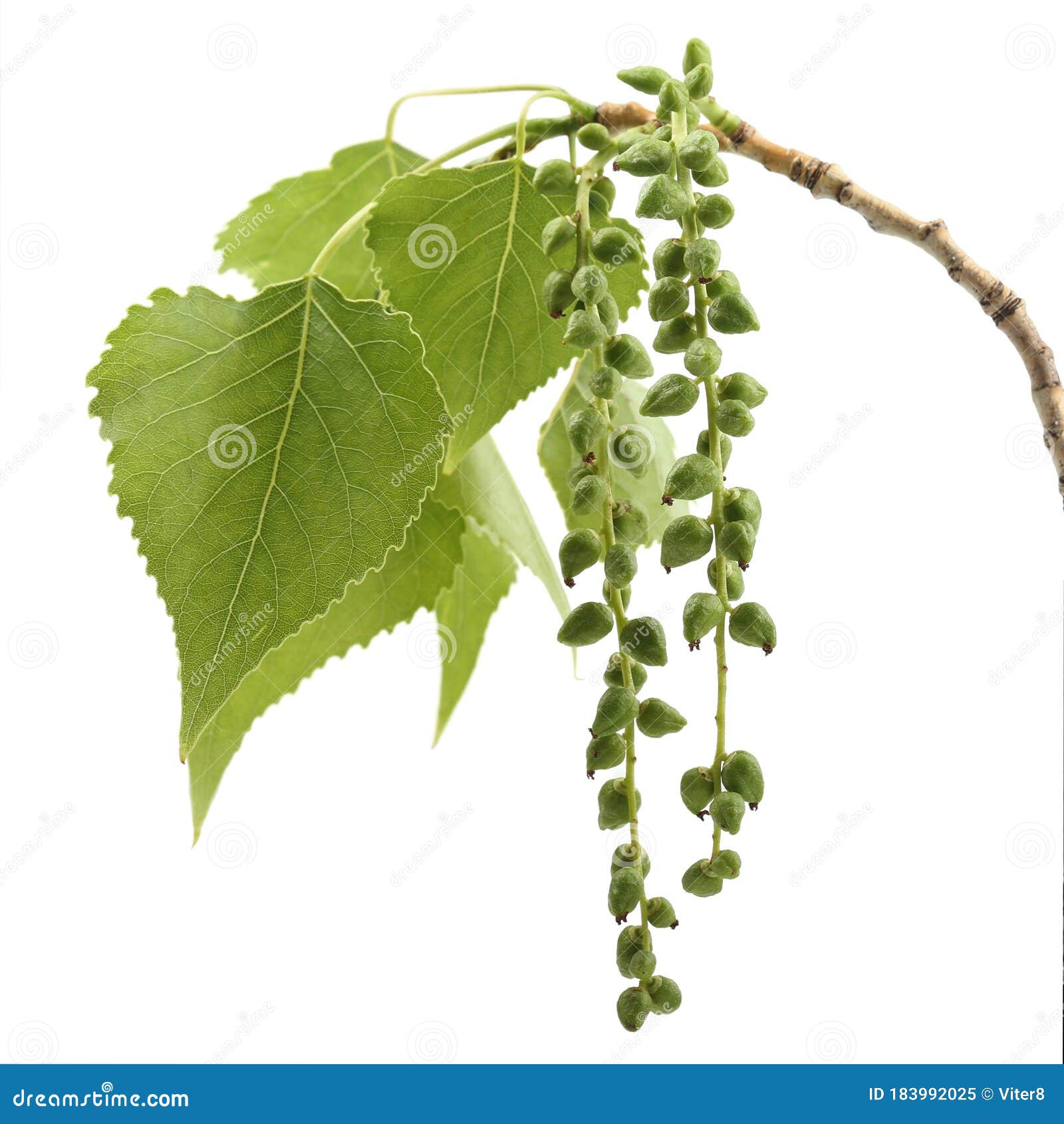 Branch of Black Poplar Isolated on White Stock Image - Image of macro ...
