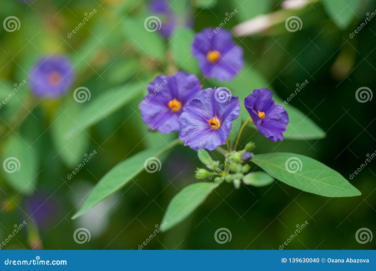 Branch blooming azalea stock photo. Image of colorful - 139630040